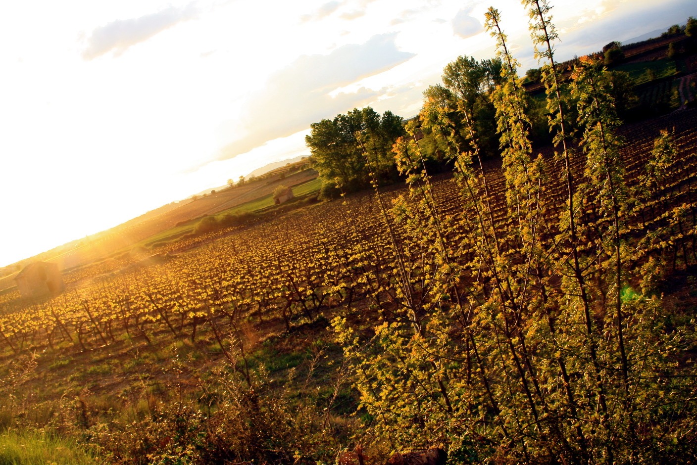 Domaine Castan - Les grands vins du Languedoc
